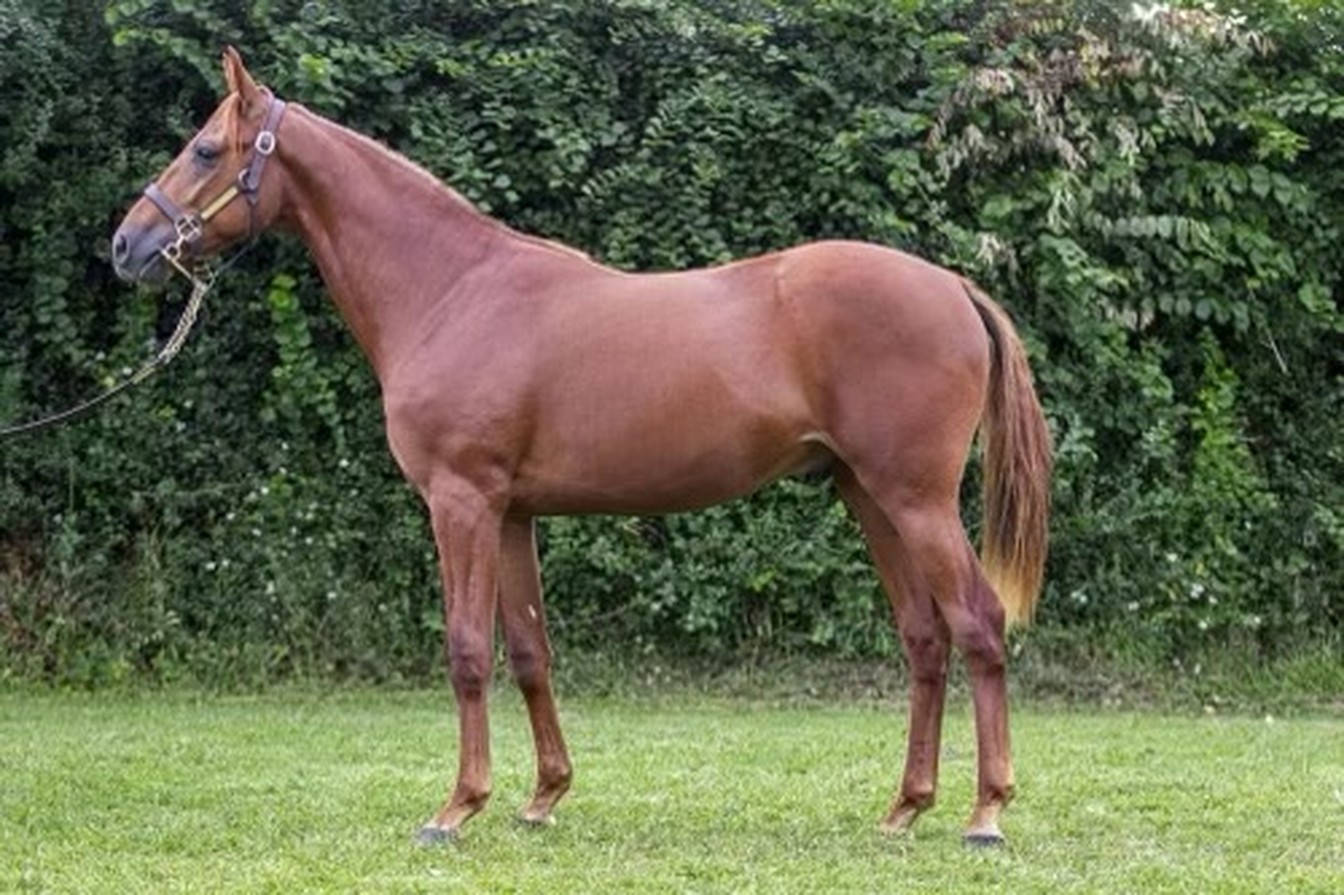 Malcko de Marsac (FR)